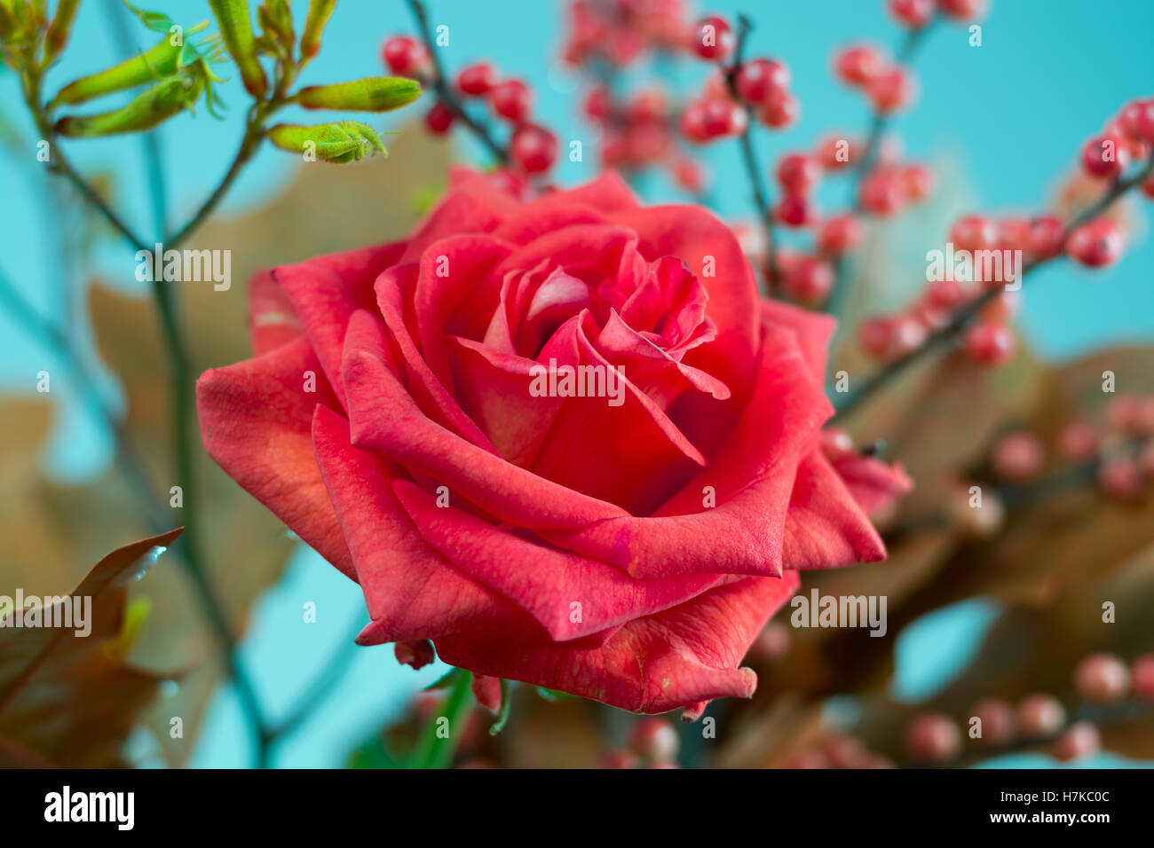 Colorful fresh flowers bouquet Stock Photo - Alamy