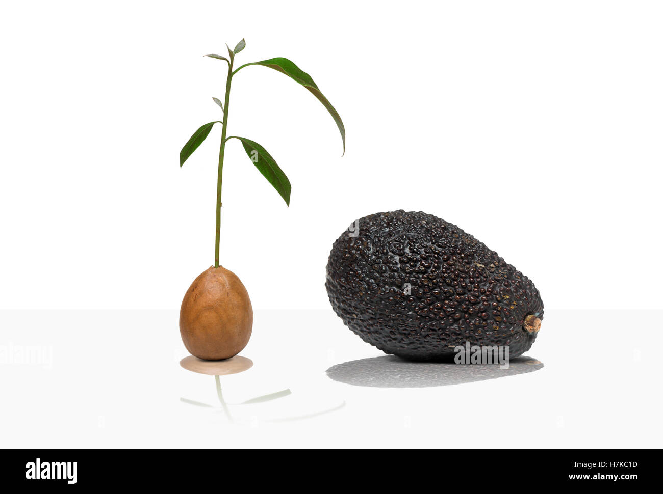 Growing vegetable tree Cut Out Stock Images & Pictures - Alamy