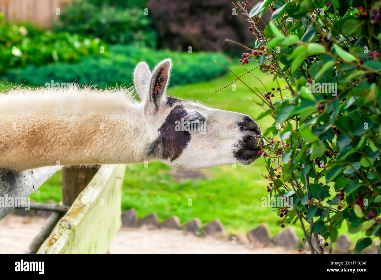llama eating bush from the paddock Stock Photo - Alamy