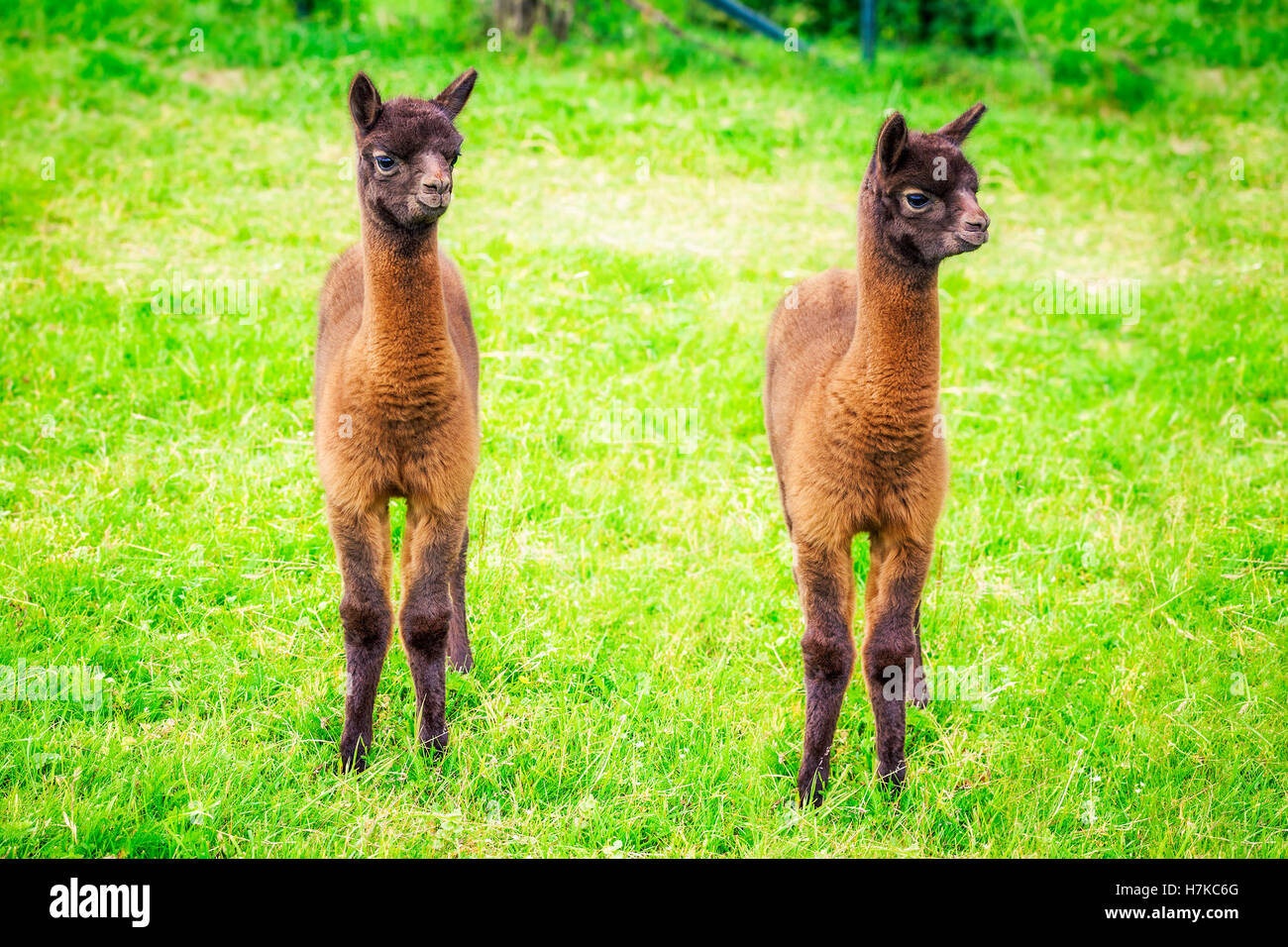 Llama babies hi-res stock photography and images - Alamy