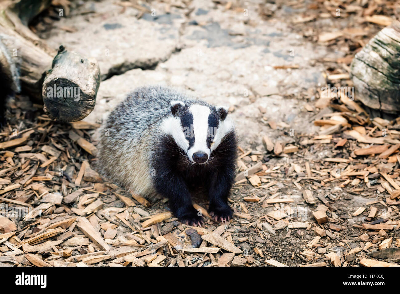 Badger at outdoor Stock Photo - Alamy