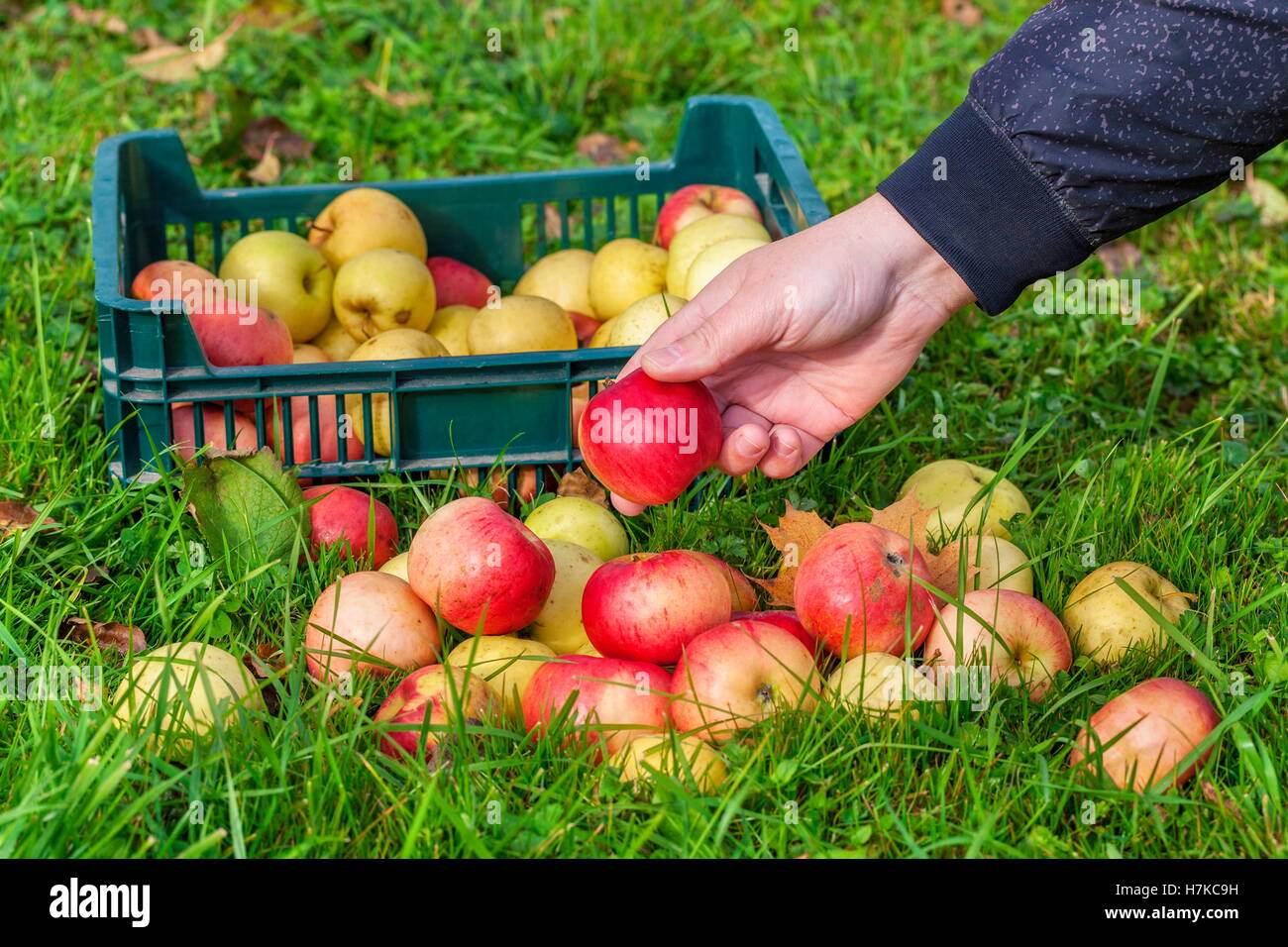 Man collect apples in grass Stock Photo - Alamy