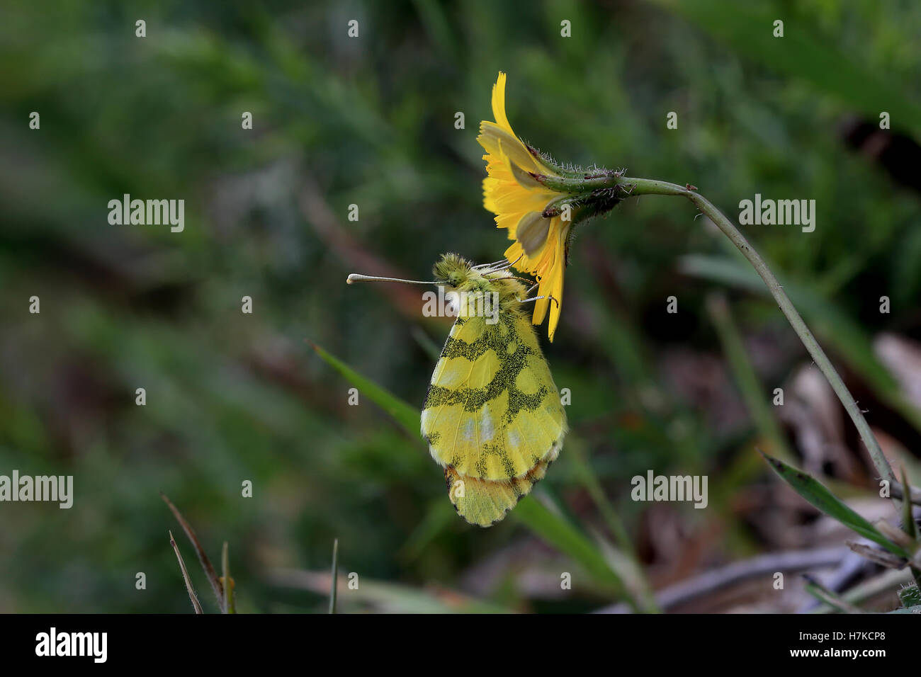 Moroccan Orange Tip Butterfly Anthocharis Belia Underwing Nectaring
