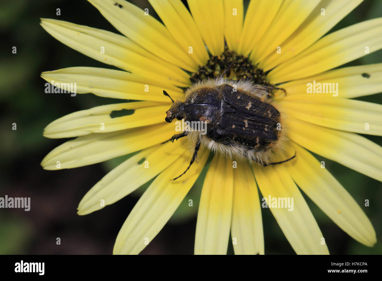 Tropinota hirta hairy beetle hi-res stock photography and images - Alamy