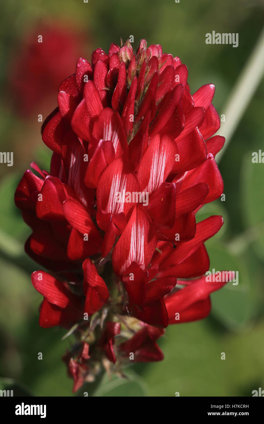 The red flowers of Crown Vetch (Hedysarum coronarium) on coastal cliffs ...