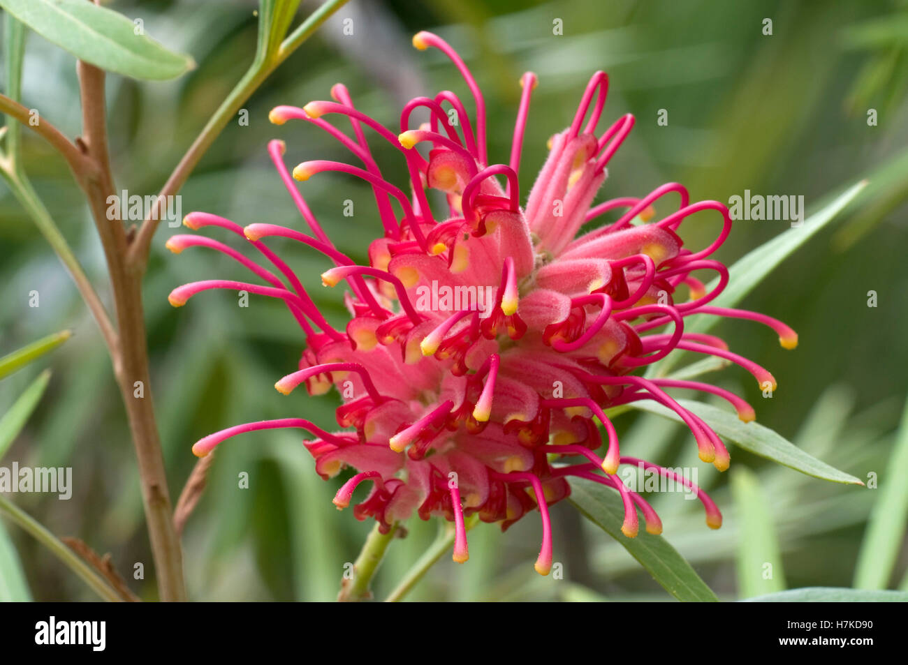 Red Silky Oak or Banks' Grevillea (Grevillea banksii, Proteaceae Stock ...