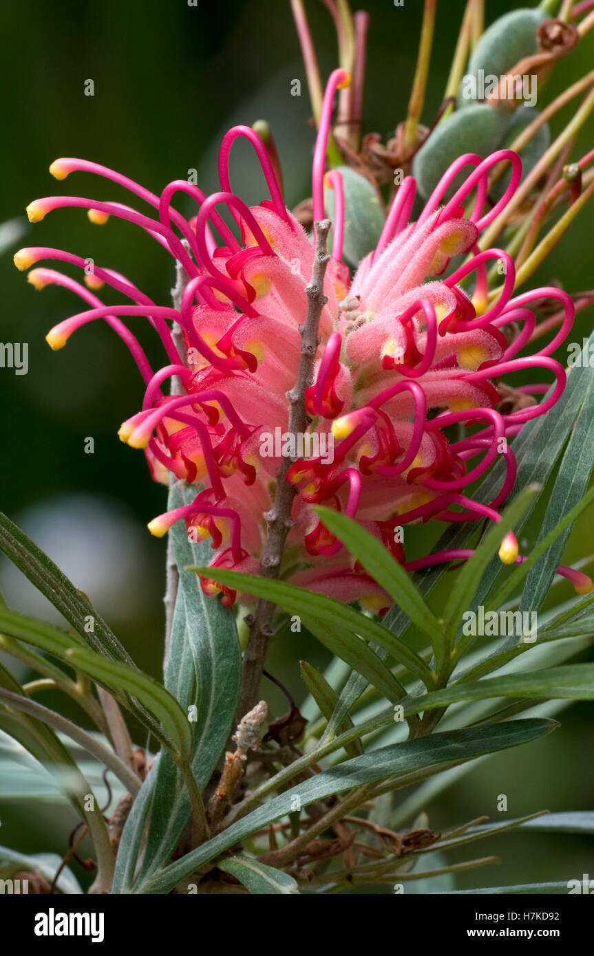 Red Silky Oak or Banks' Grevillea (Grevillea banksii, Proteaceae Stock ...
