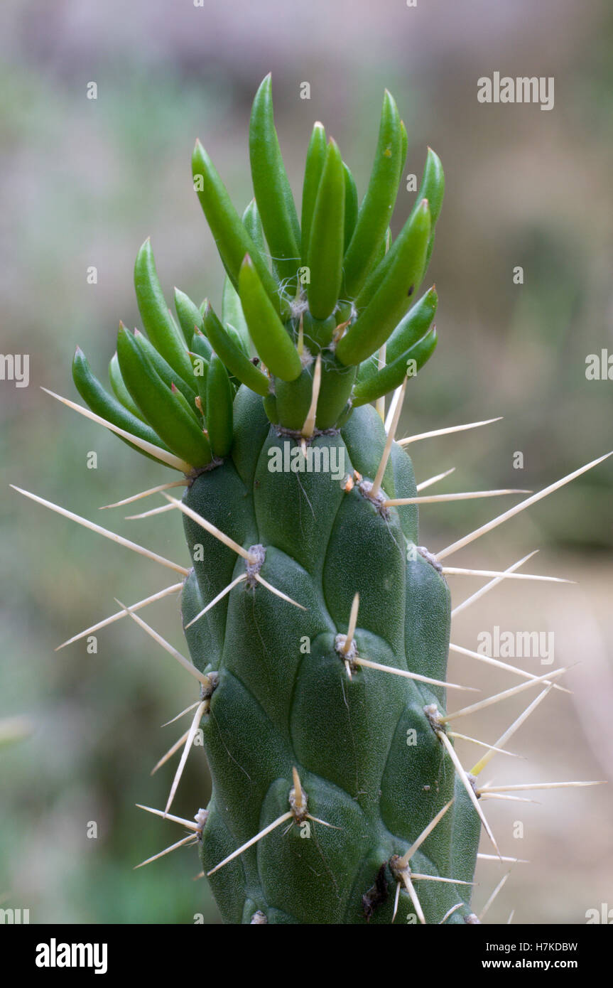 Cactus (Austrocylindropuntia subulata, Cactaceae Stock Photo - Alamy