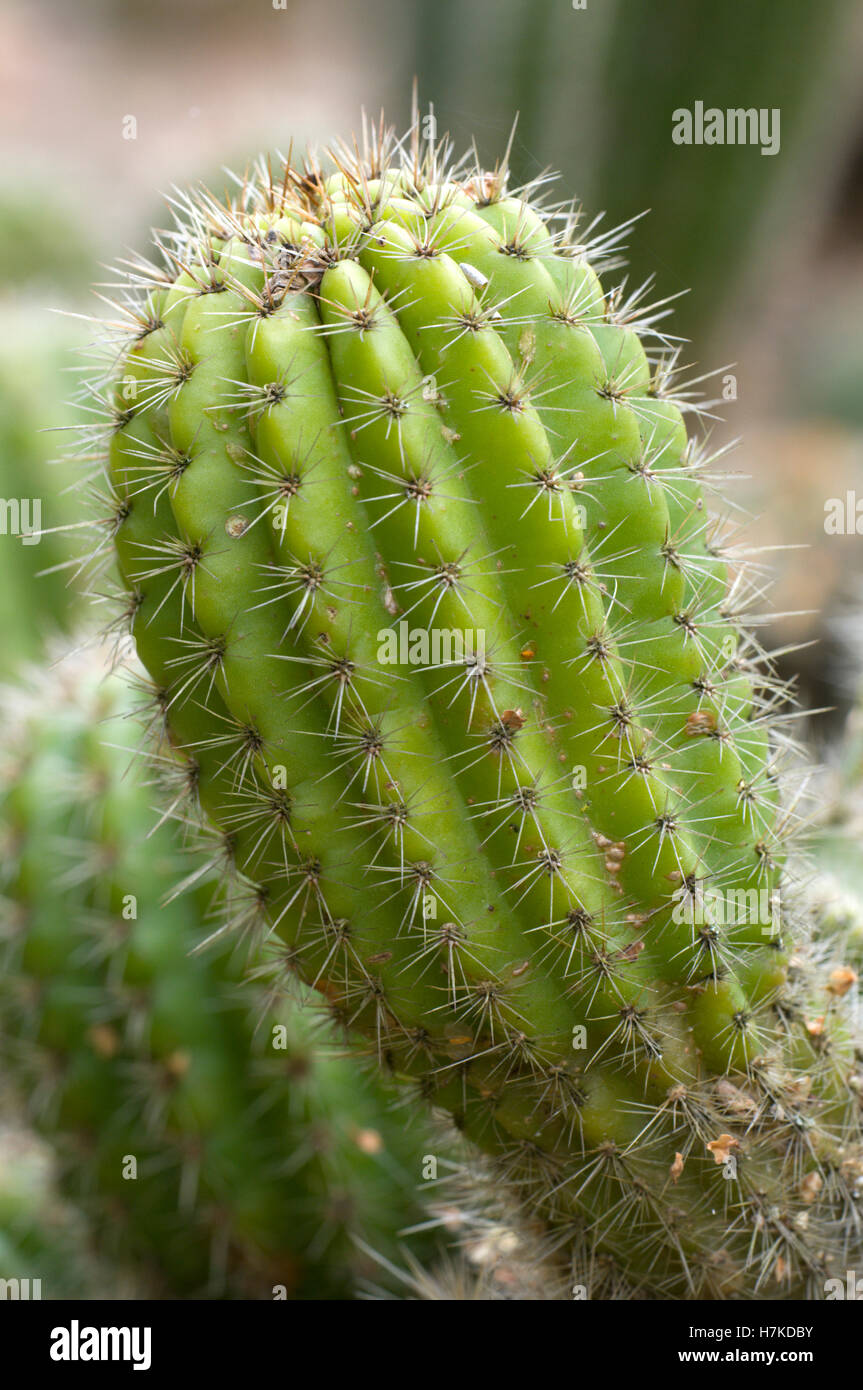 Cactus (Helianthocereus huascha, Cactaceae Stock Photo - Alamy