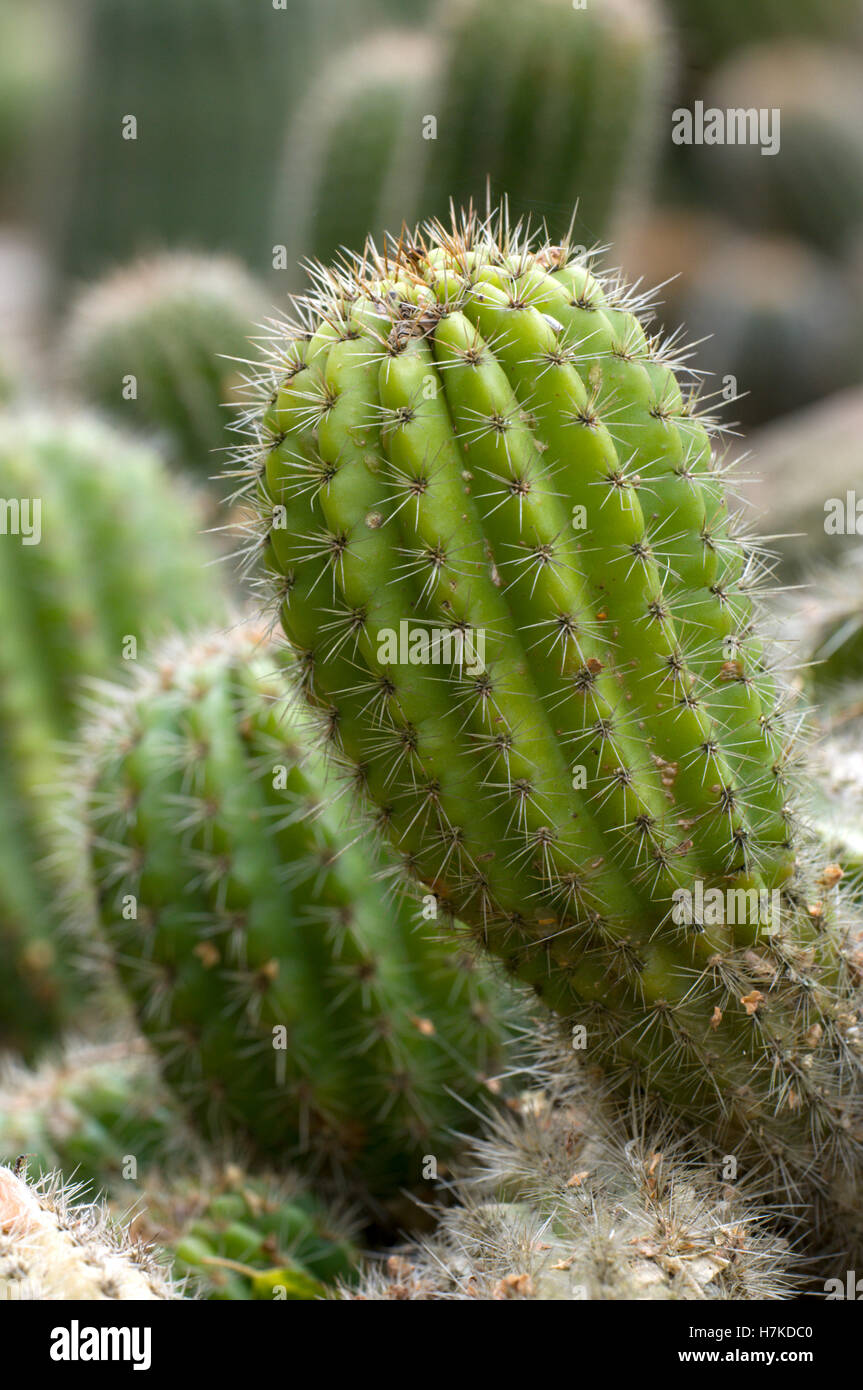 Cactus (Helianthocereus huascha, Cactaceae Stock Photo - Alamy