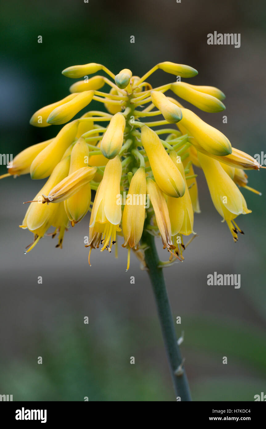 Aloe (Aloe sinkatana Stock Photo - Alamy
