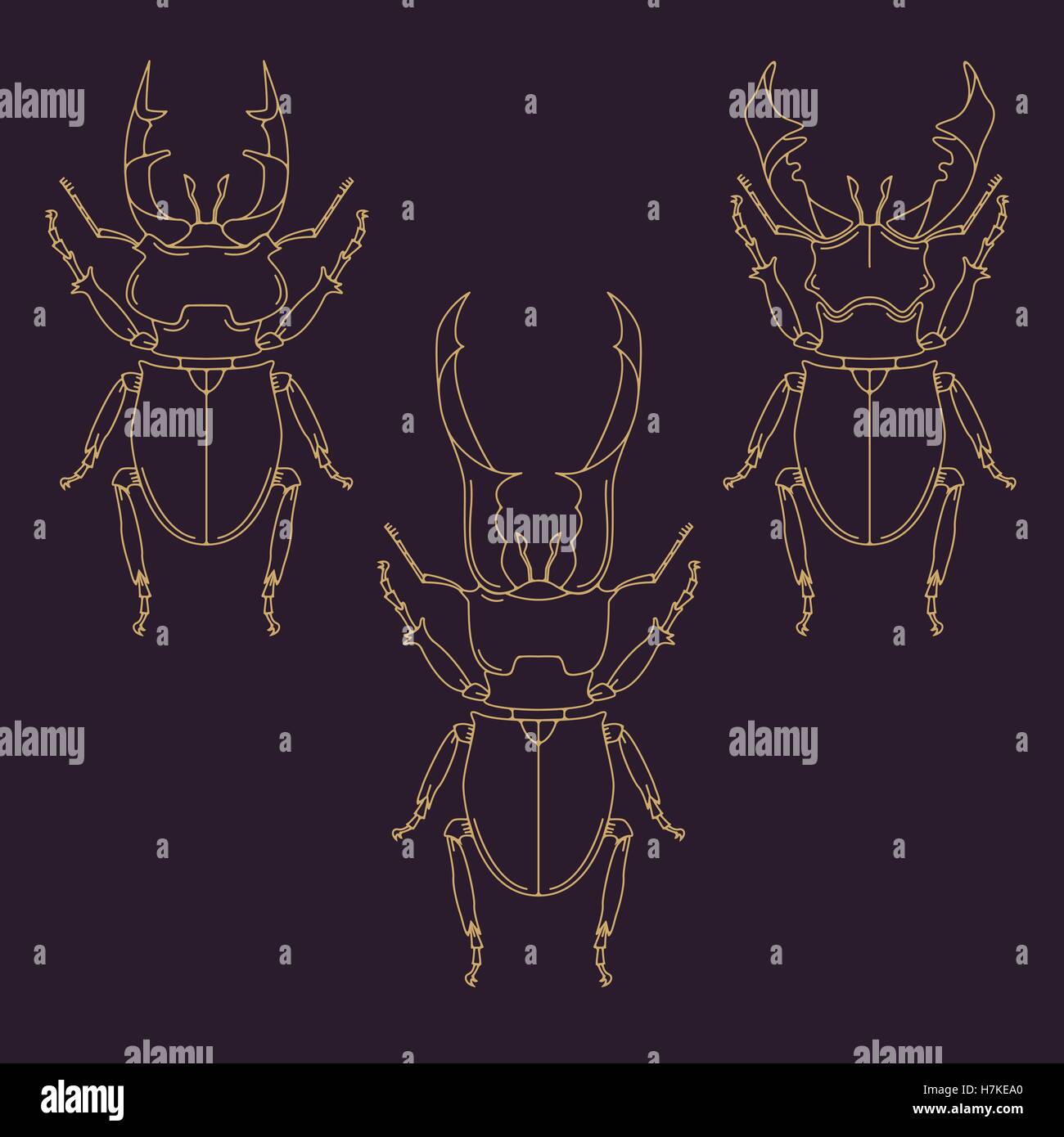 Set of horned beetles in line style. Design elements in vector Stock ...