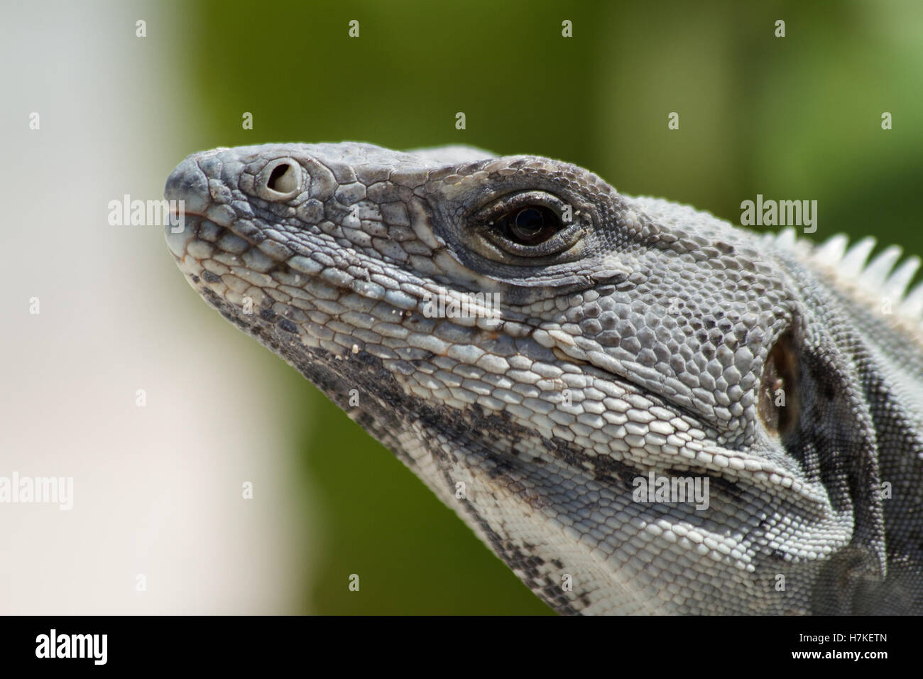 Close-up Mexican spiny-tailed iguana (Ctenosaura pectinate Stock Photo ...