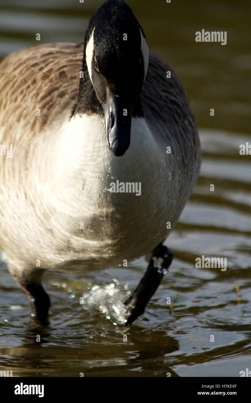 Canada goose (Branta canadensis Stock Photo - Alamy