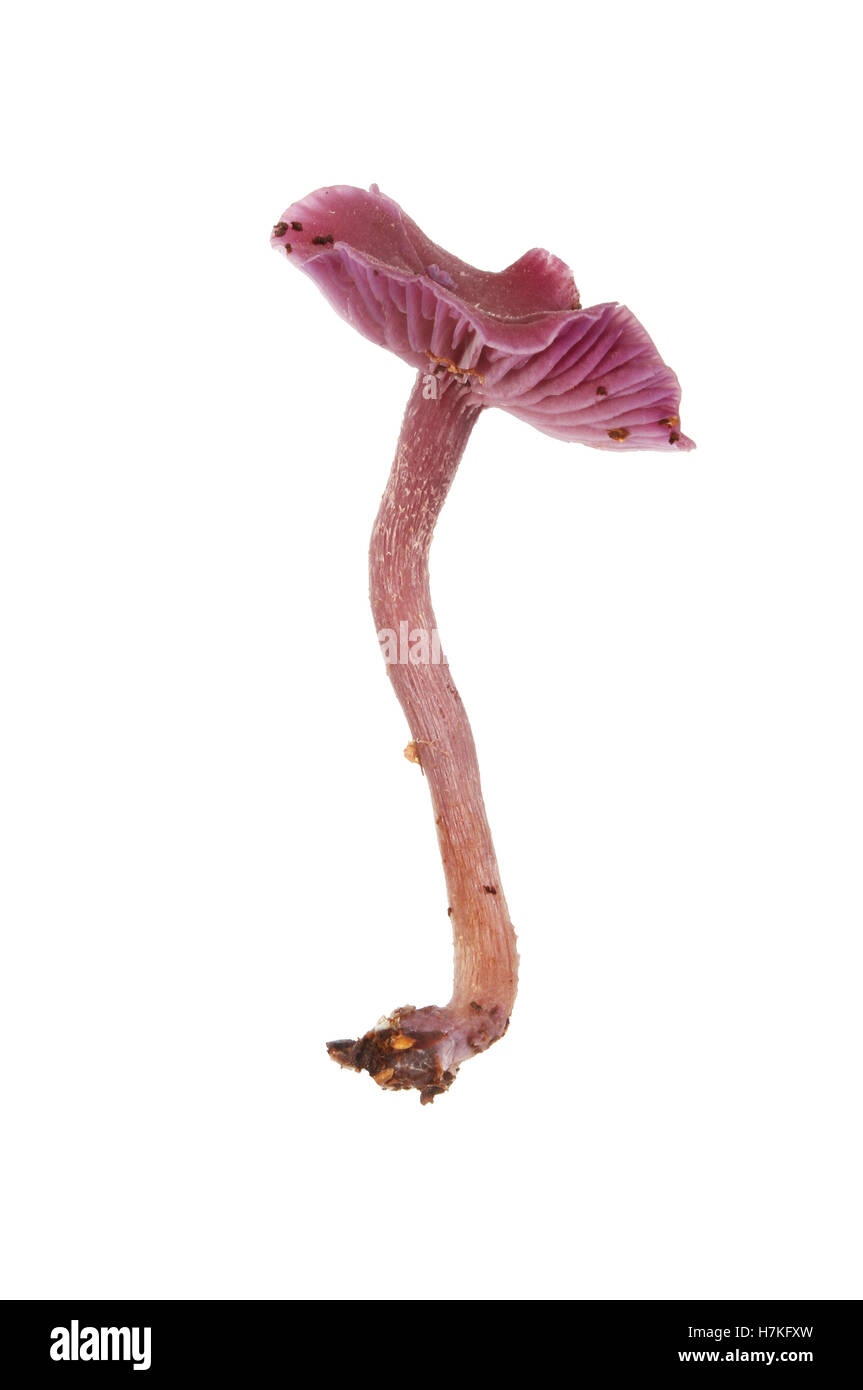 Purple toadstool isolated against white Stock Photo - Alamy