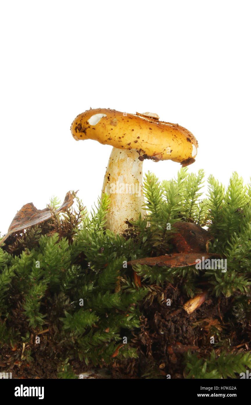 Toadstool fungi growing in moss and leaf litter against a white ...