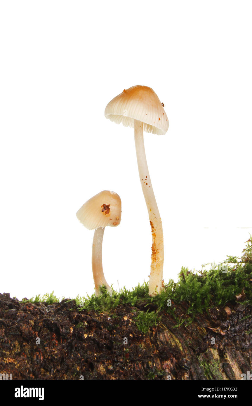 Two toadstools growing on a moss covered log against a white background ...