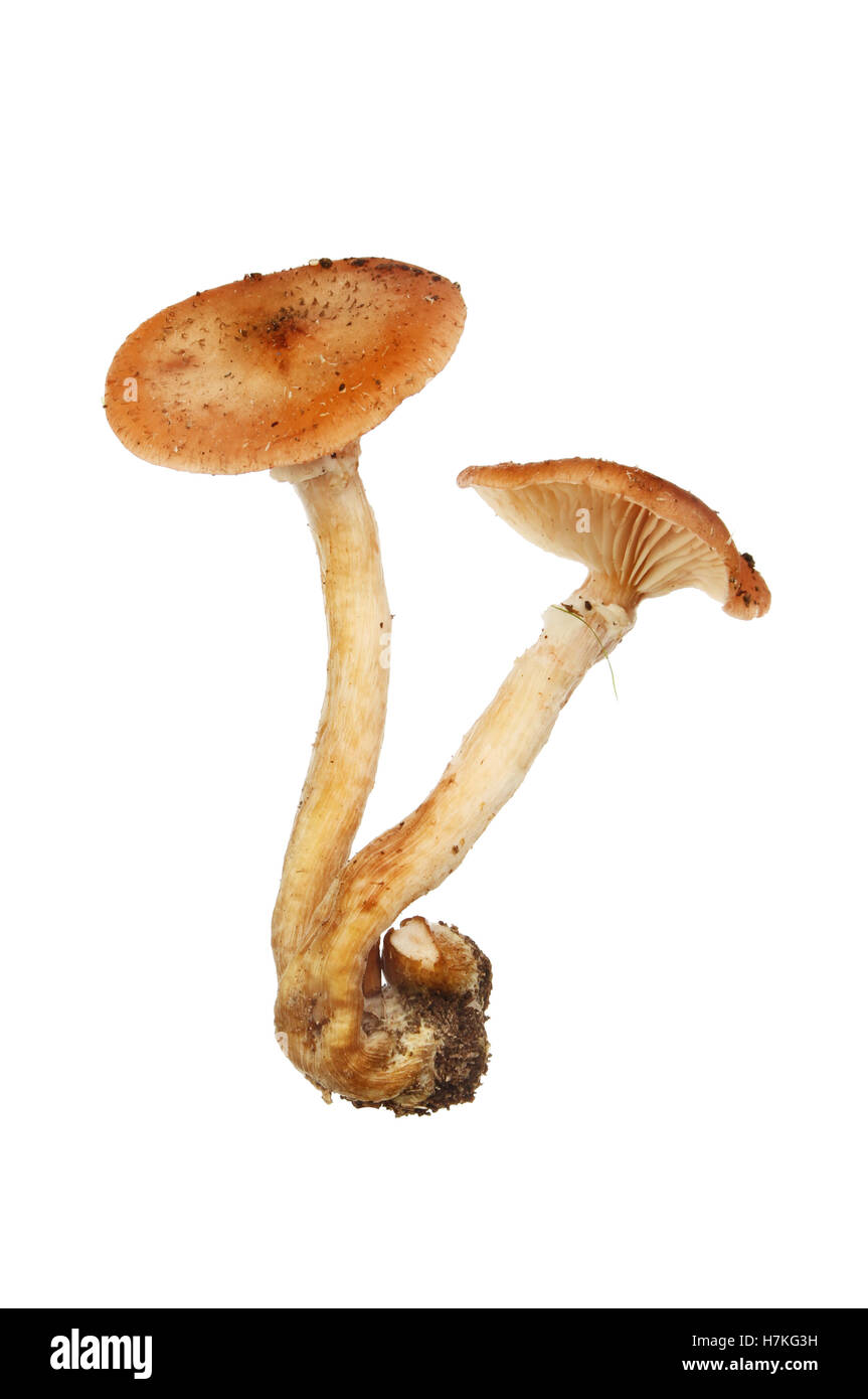 Toadstool fungi isolated against white Stock Photo - Alamy