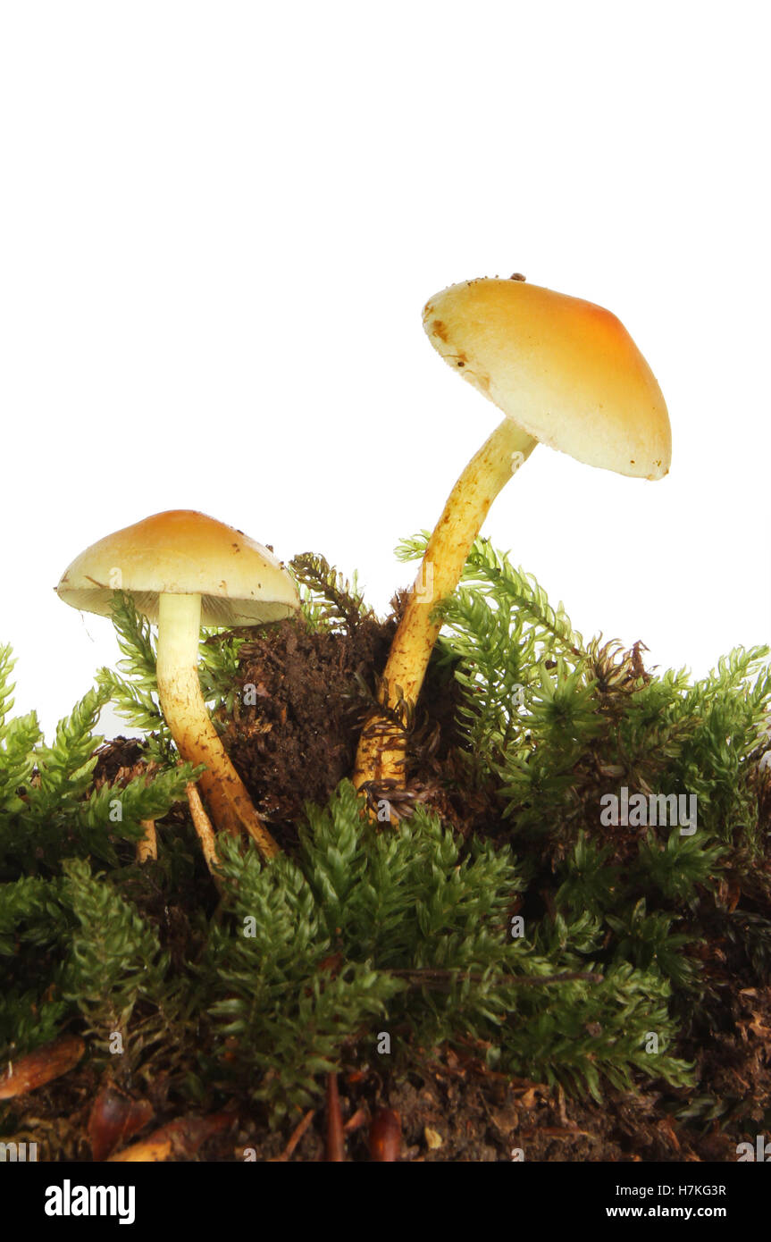 Two golden yellow toadstools growing in moss against a white background ...