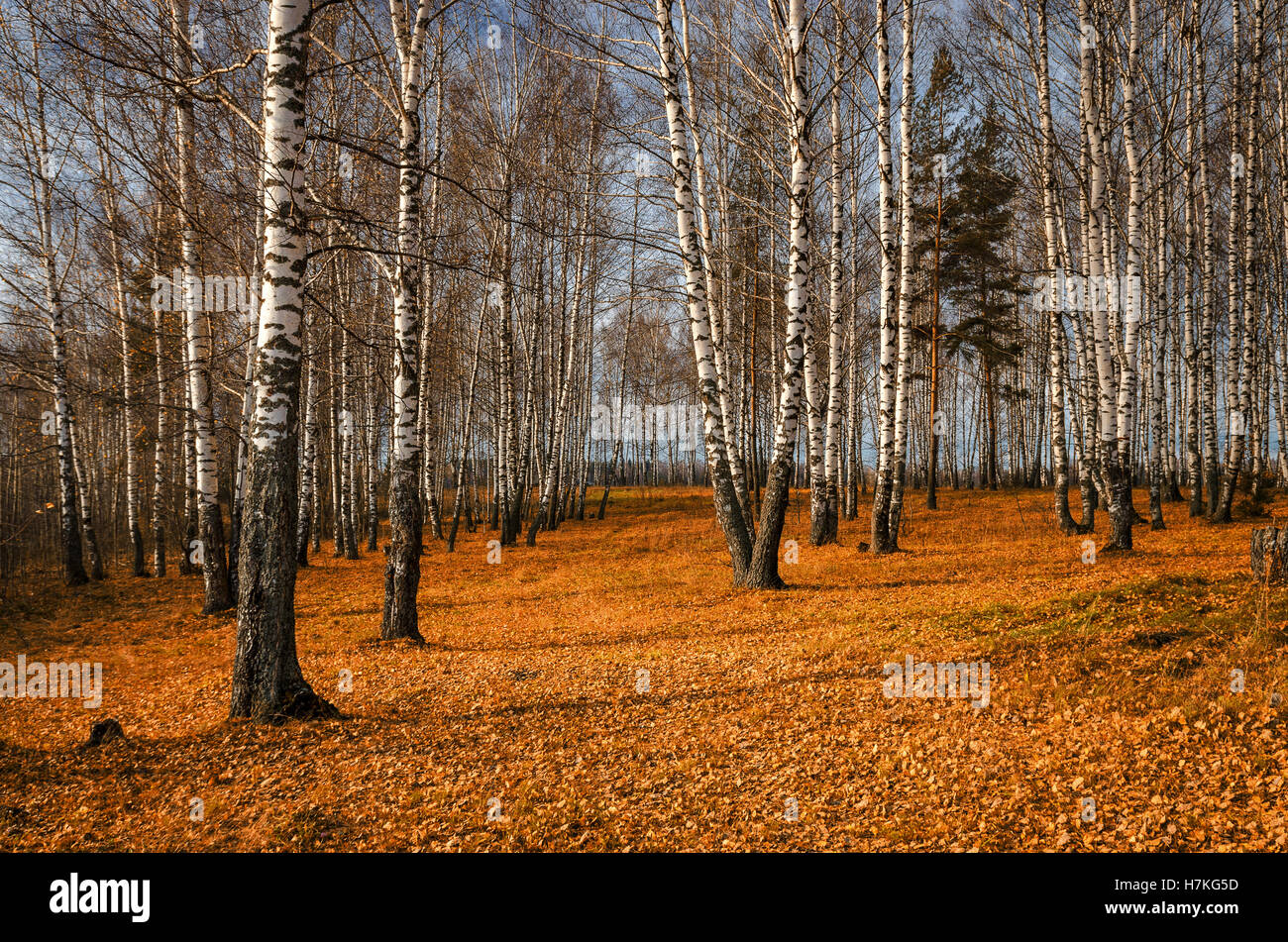 In autumn woods among birches in the woods of Russia Stock Photo - Alamy