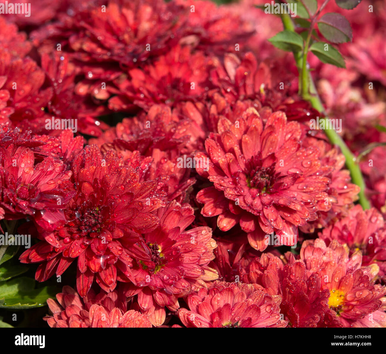 beautiful bright flowers Stock Photo - Alamy