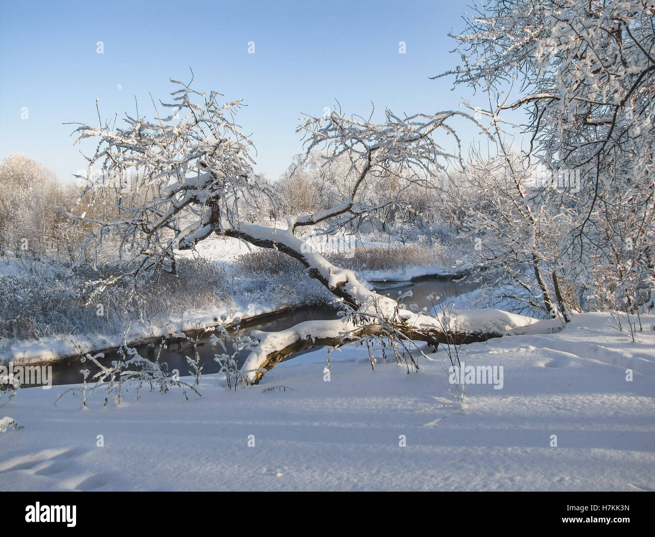Fluffy snow on the trees and on the ground Stock Photo - Alamy