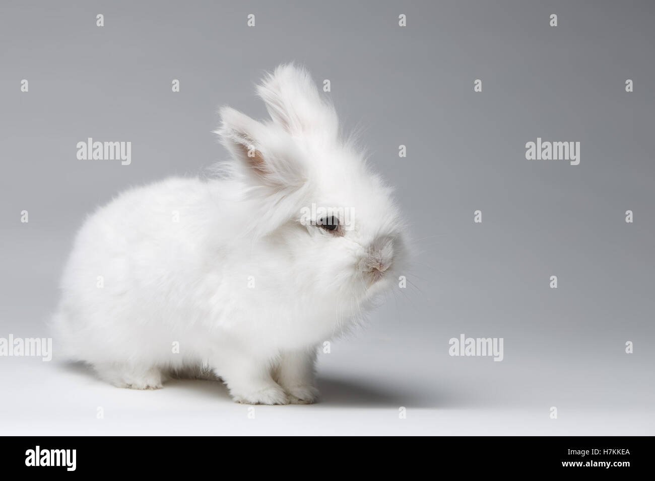 Video of white rabbit on blue screen Stock Photo - Alamy