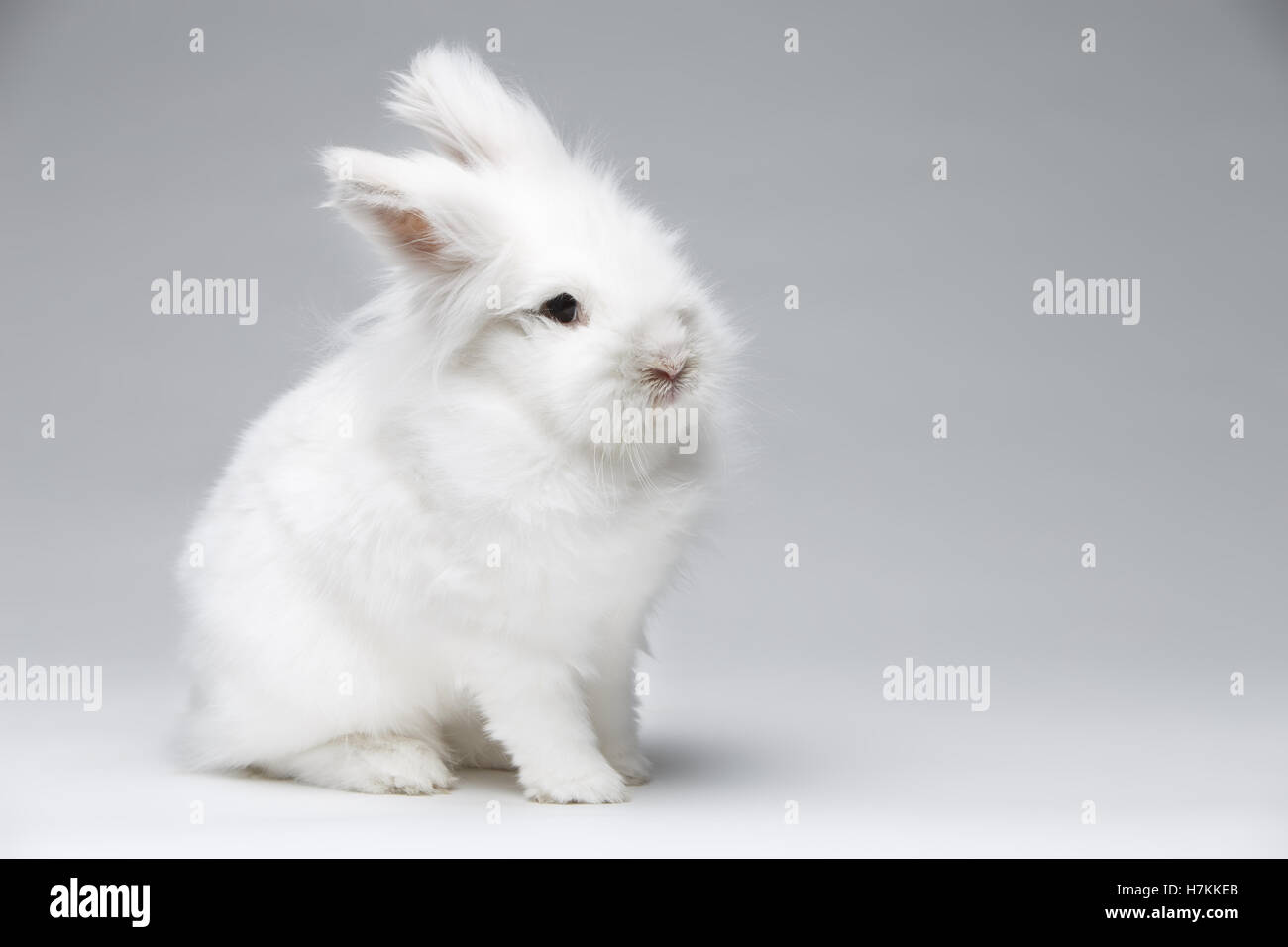 White pets hi-res stock photography and images - Alamy