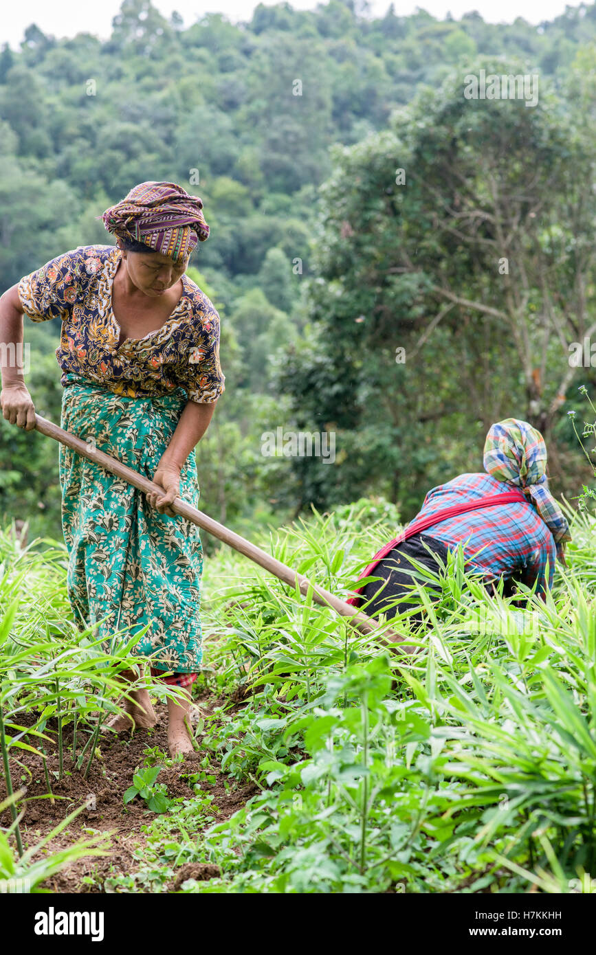 Ginger pickers on Burmese highland fields Stock Photo - Alamy