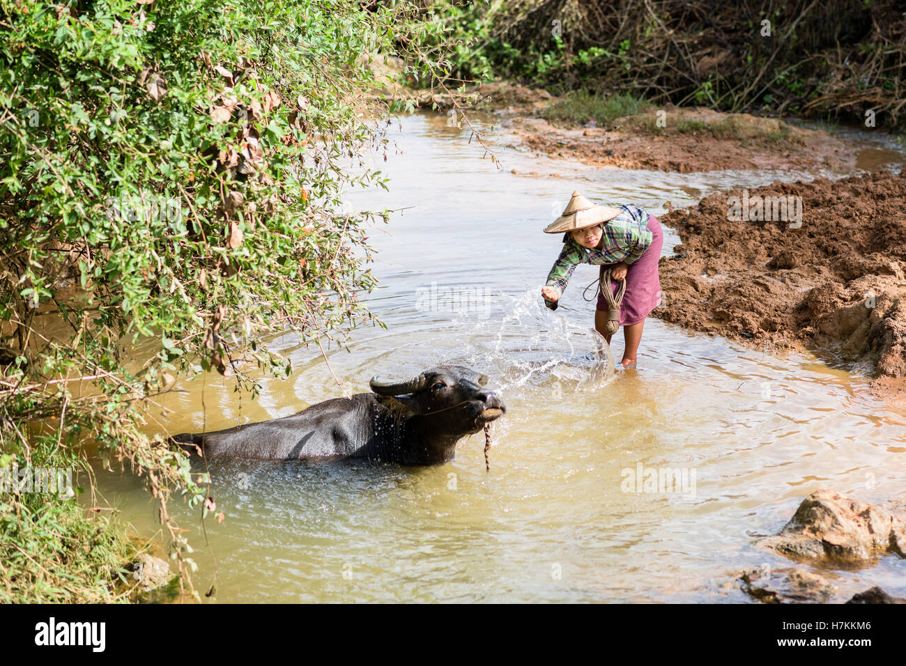 Bull pond hi-res stock photography and images - Alamy