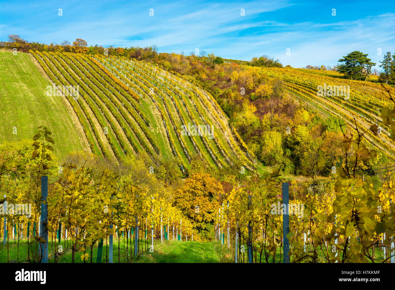 Vineyard on a Hill in Autumn Stock Photo - Alamy