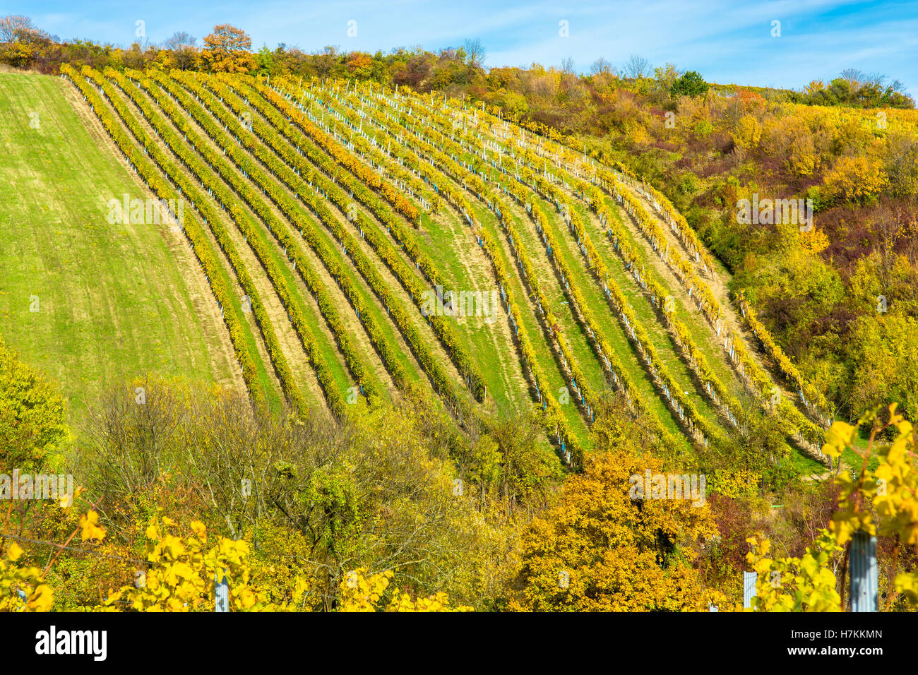 Vineyard on a Hill in Autumn Stock Photo - Alamy