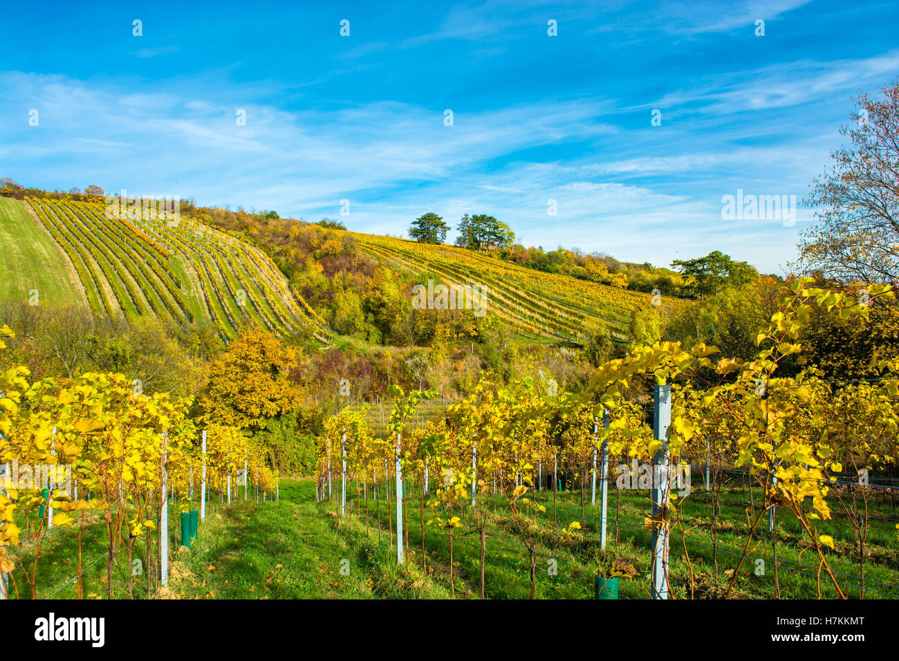 Vineyard on a Hill in Autumn Stock Photo - Alamy