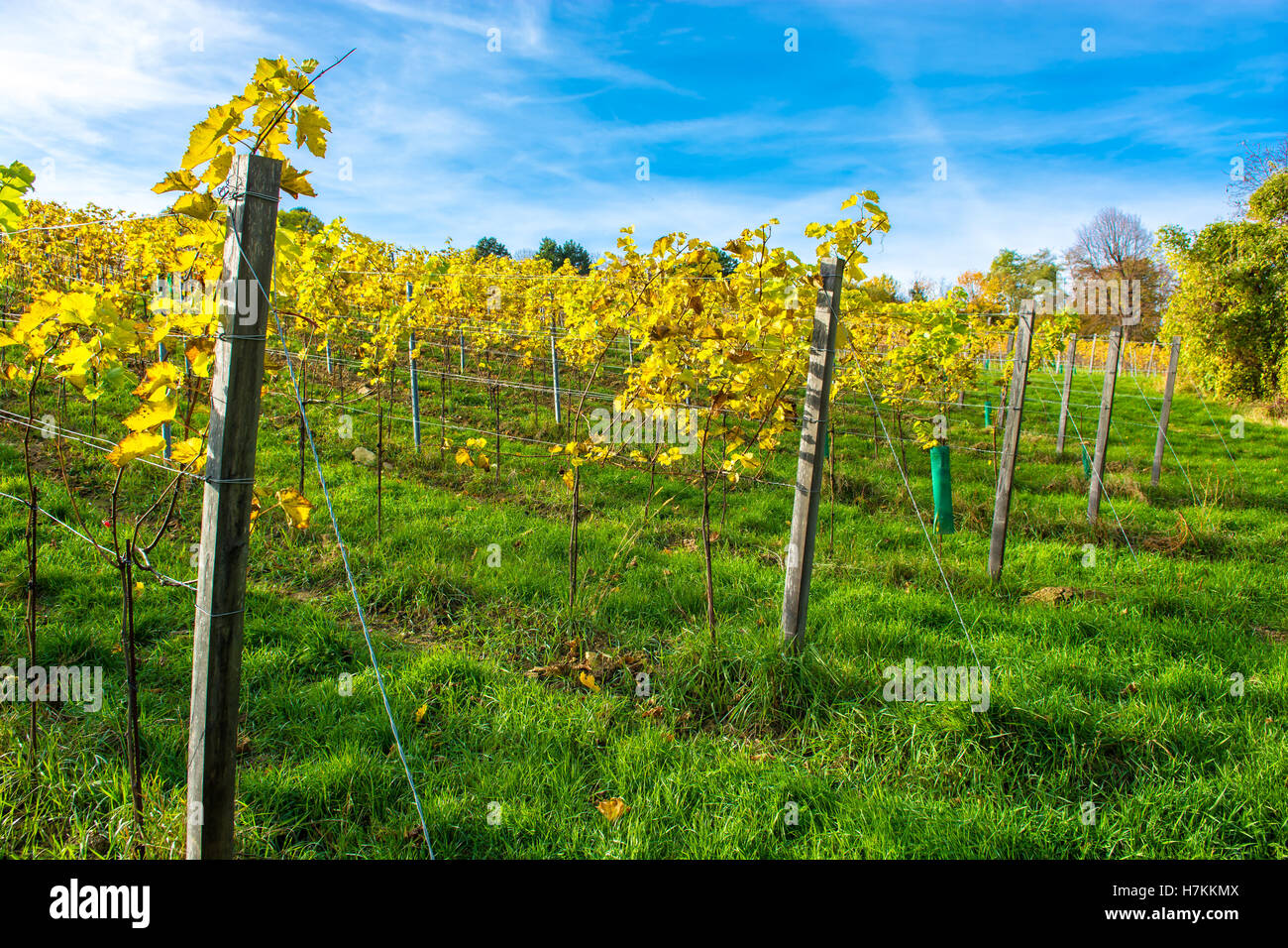 Vineyard on a Hill in Autumn Stock Photo - Alamy