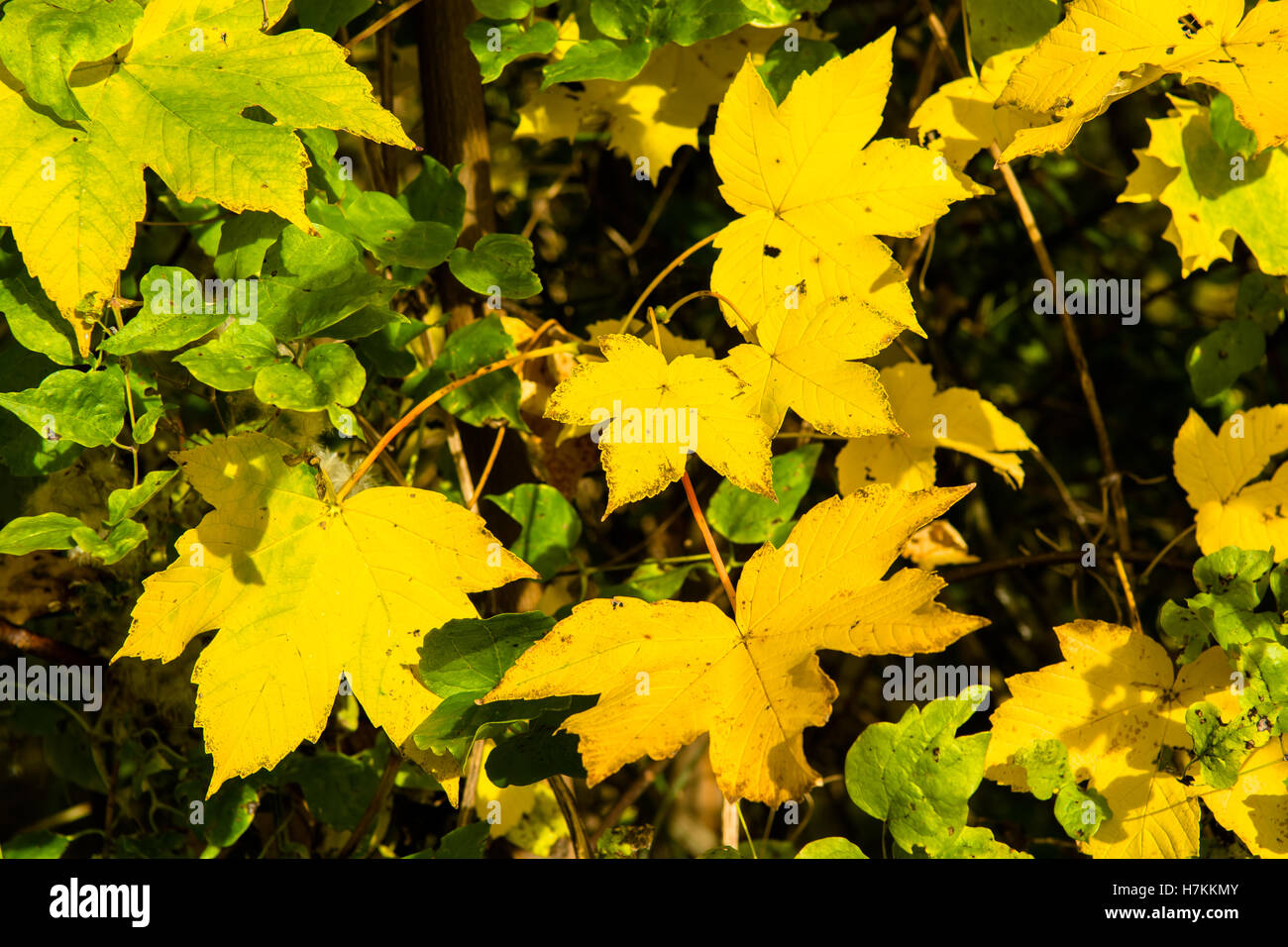 Yellow Maple Leaves in Autumn Stock Photo - Alamy
