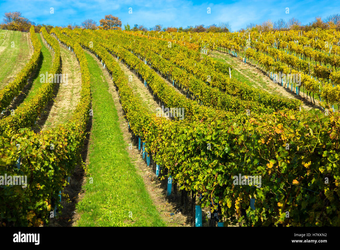 Vineyard on a Hill in Autumn Stock Photo - Alamy