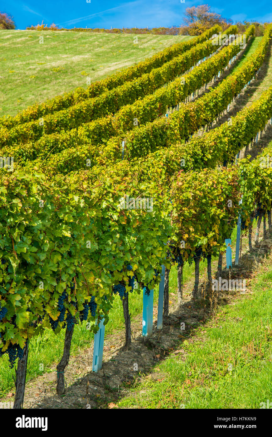 Vineyard on a Hill in Autumn Stock Photo - Alamy