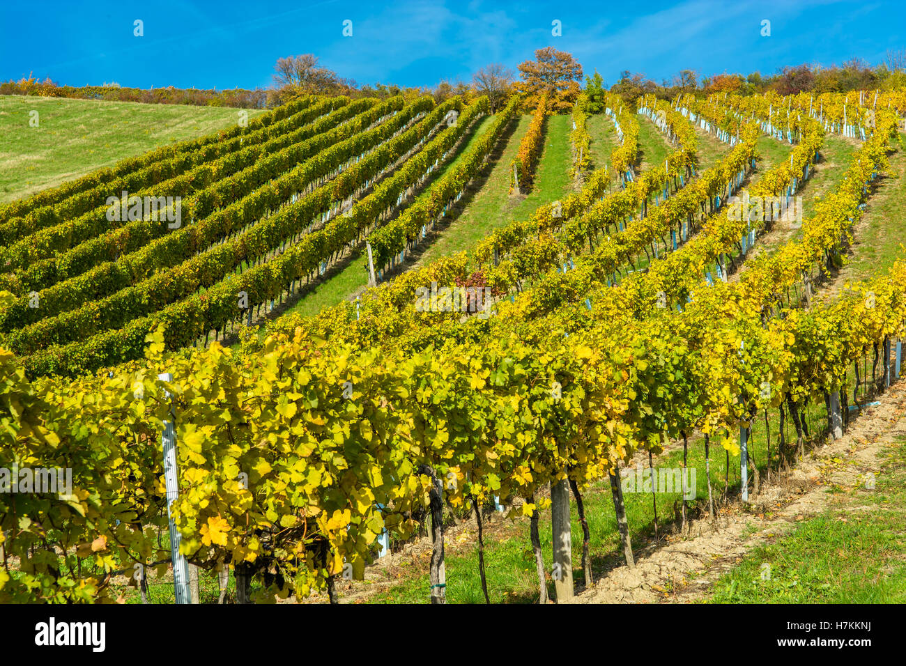Vineyard on a Hill in Autumn Stock Photo - Alamy