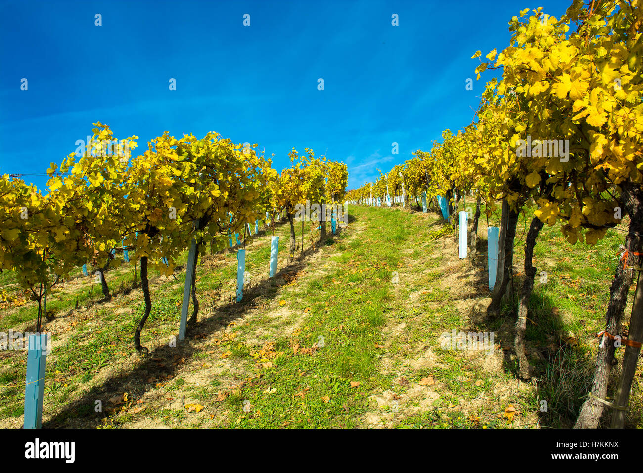 Vineyard on a Hill in Autumn Stock Photo - Alamy