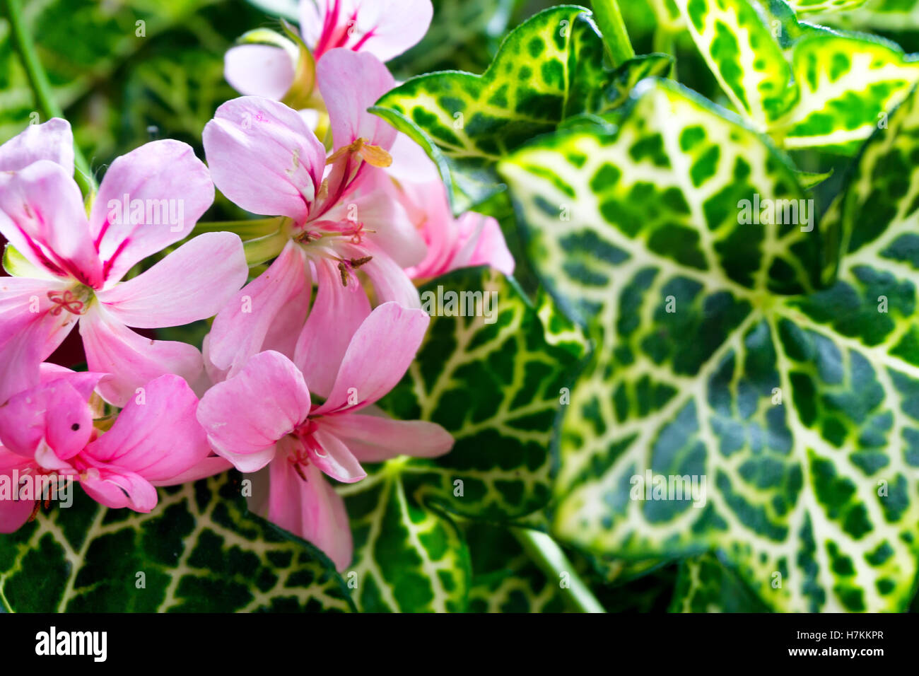 National flower of colombia hi-res stock photography and images - Alamy