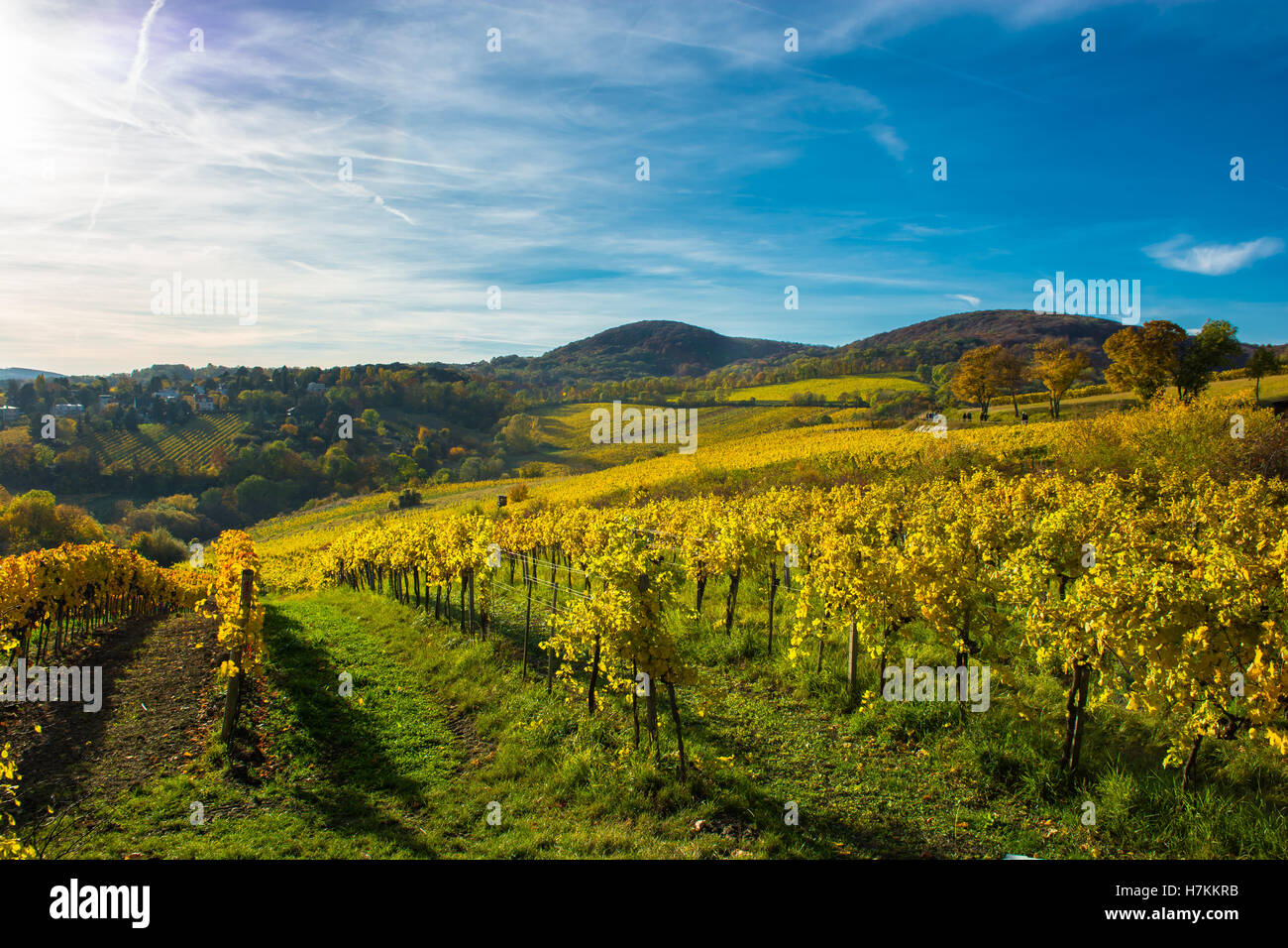 Vineyard on a Hill in Autumn Stock Photo - Alamy