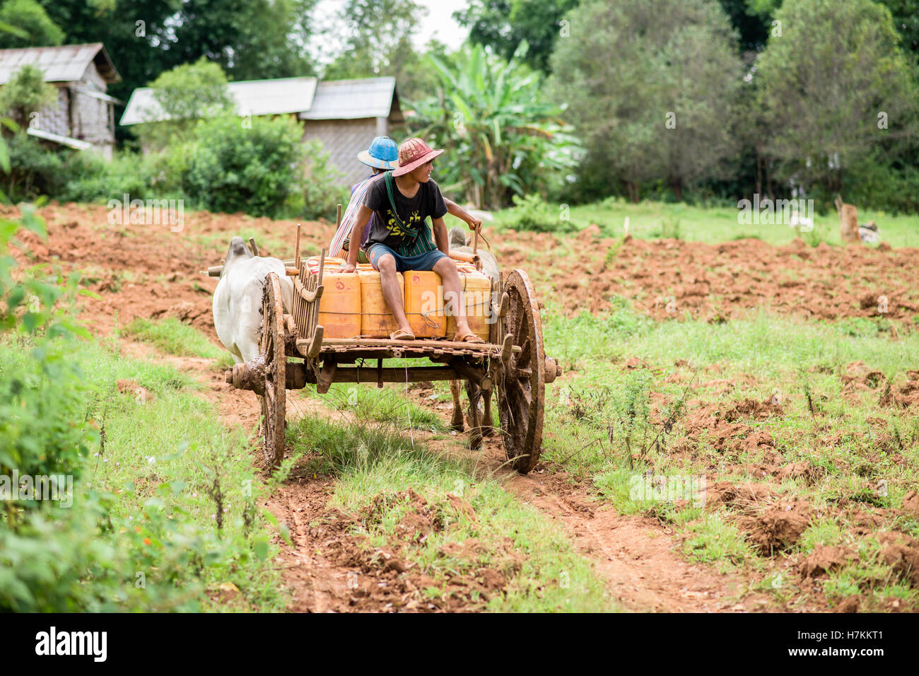 Burmese farmers driving a cart Stock Photo - Alamy