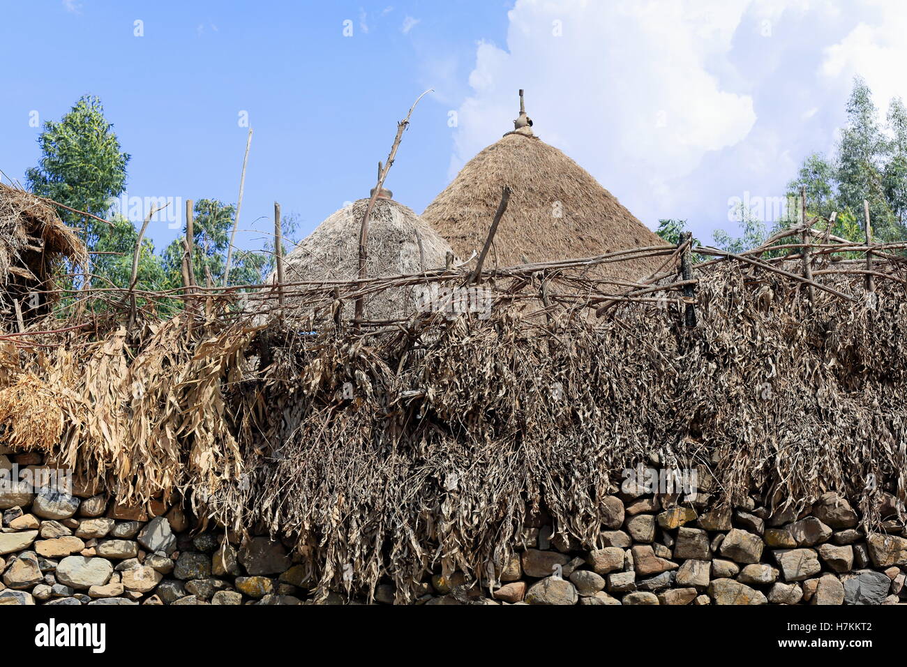 Eucalyptus tree in addis ababa High Resolution Stock Photography and ...