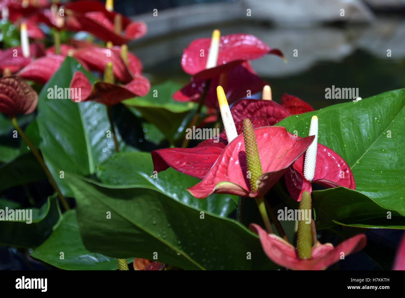 Anthurium flower Red color. Blossoming plant of Anthurium/Flamingo ...