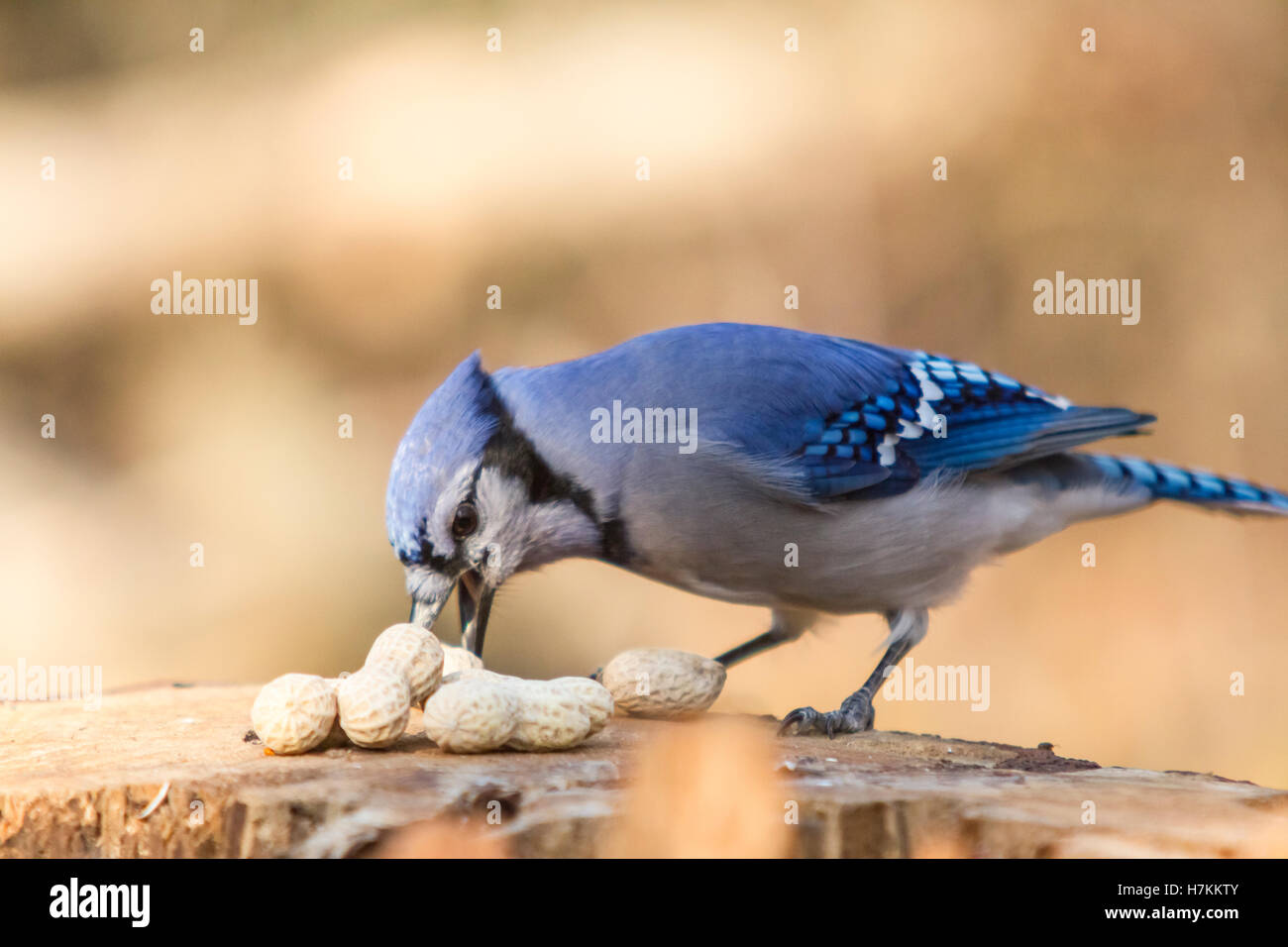 A lone blue jay feeding on some nuts Stock Photo - Alamy
