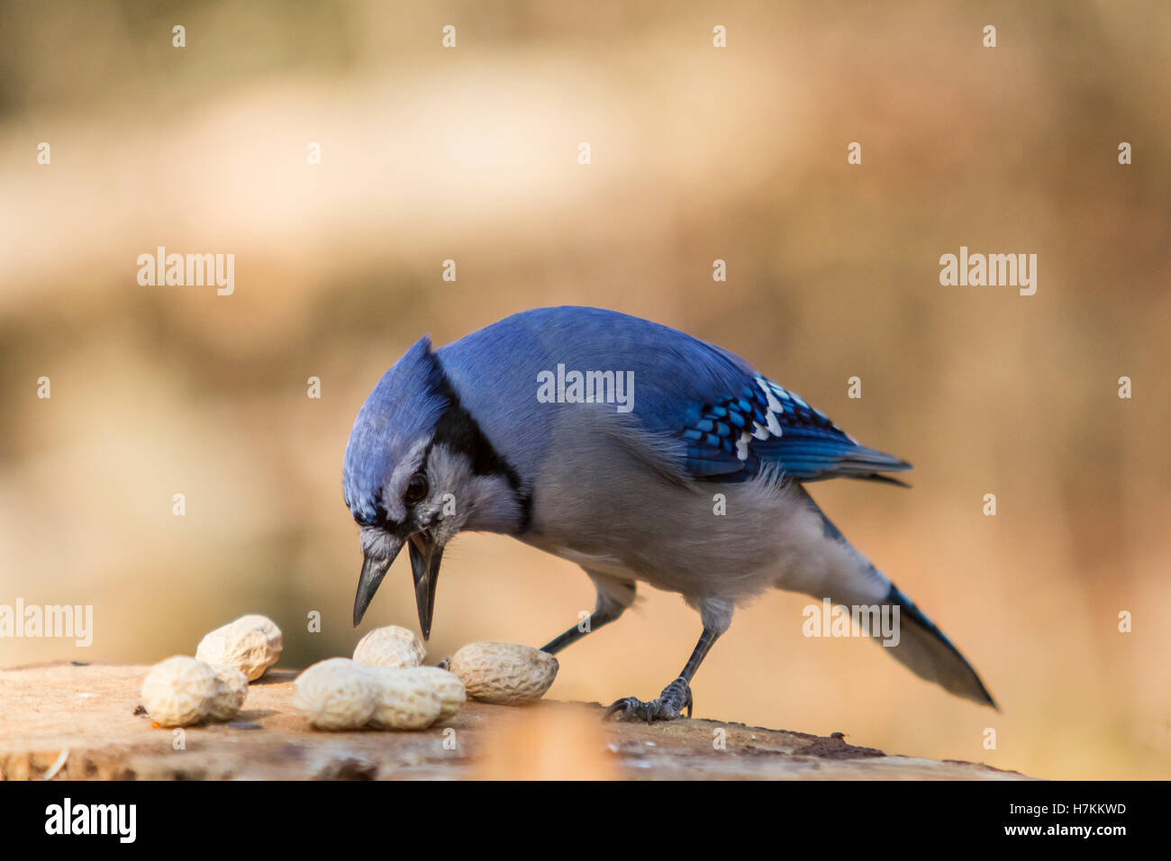 A lone blue jay feeding on some nuts Stock Photo - Alamy