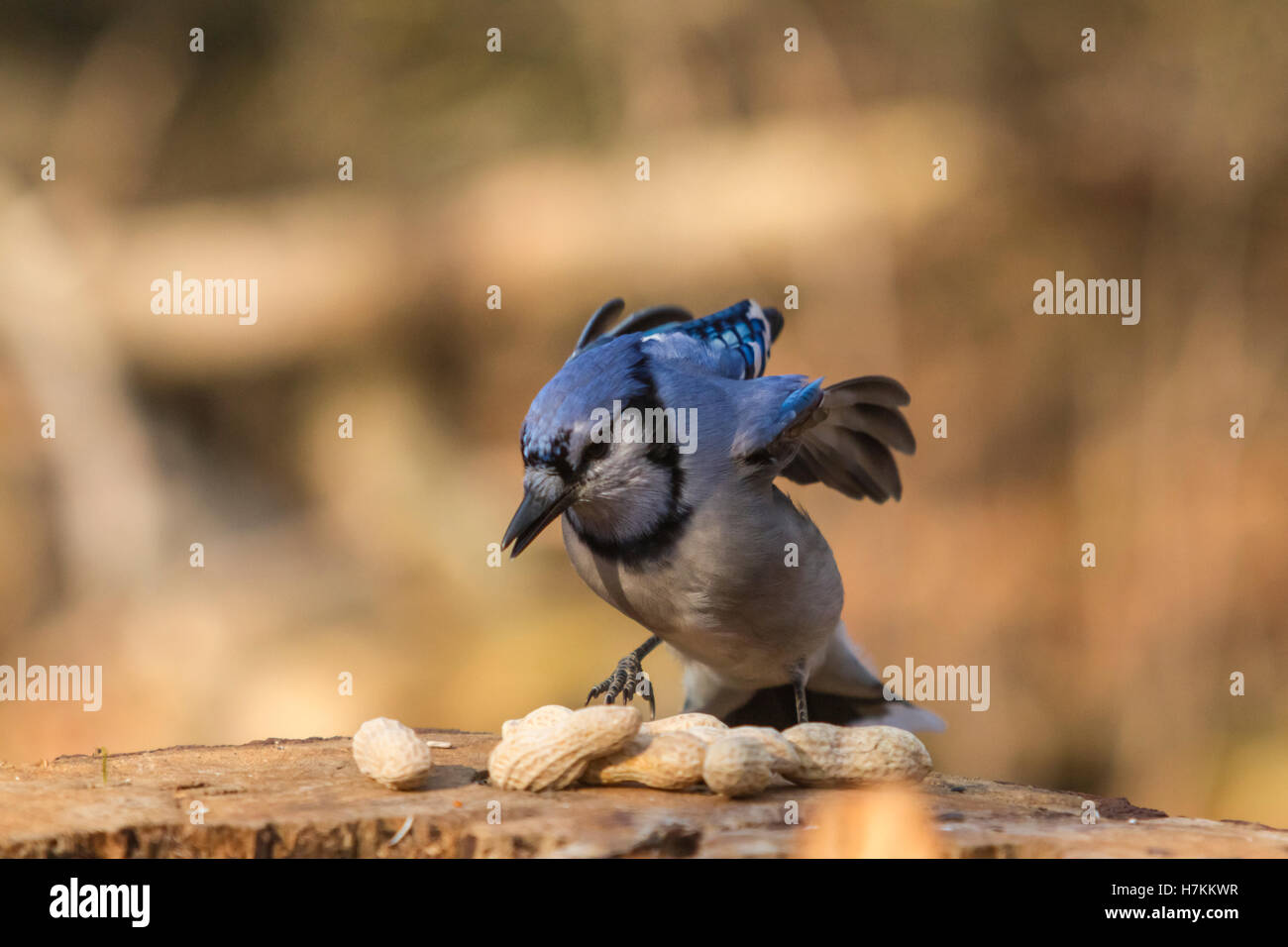 A lone blue jay feeding on some nuts Stock Photo - Alamy
