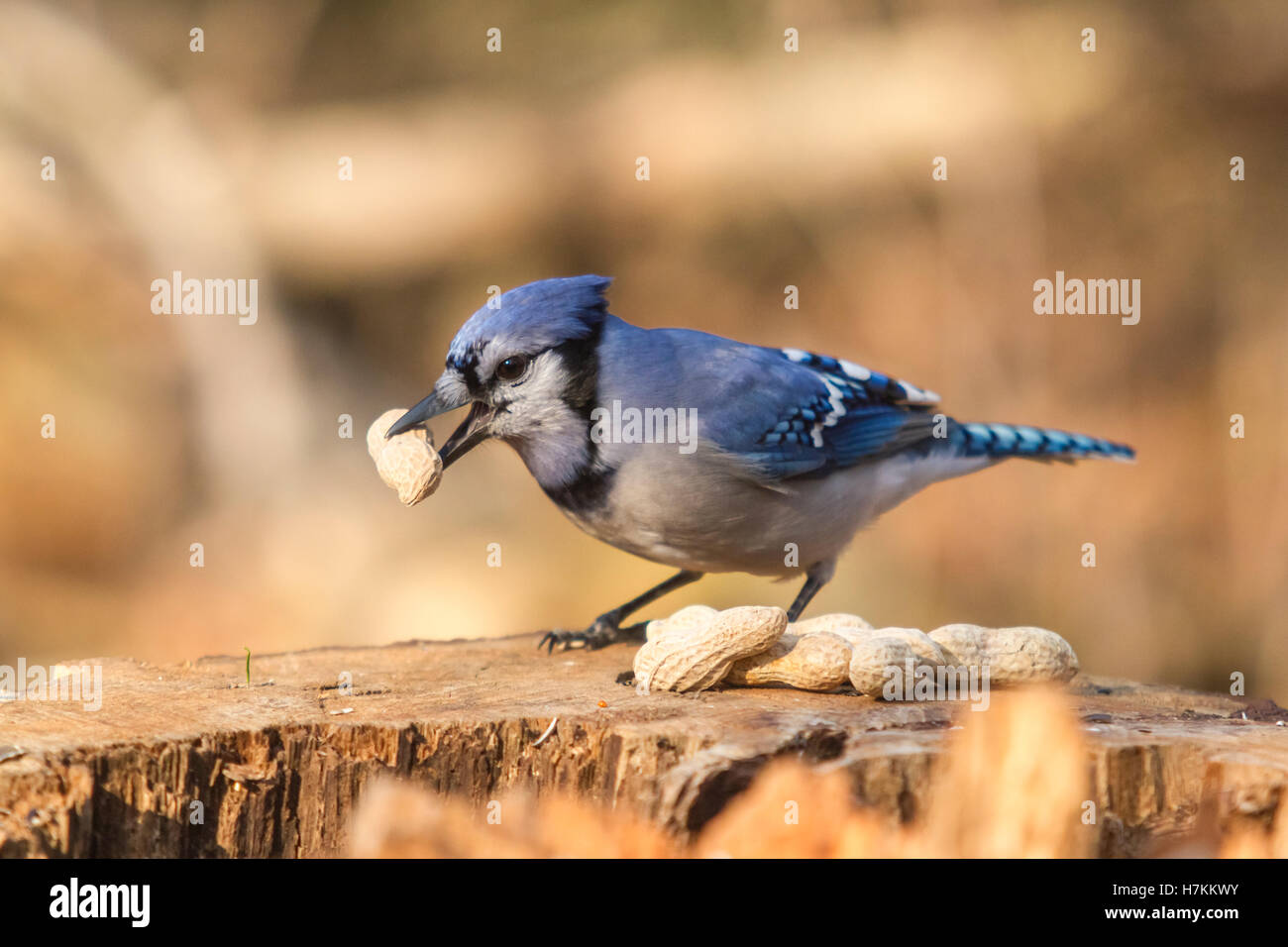 A lone blue jay feeding on some nuts Stock Photo - Alamy
