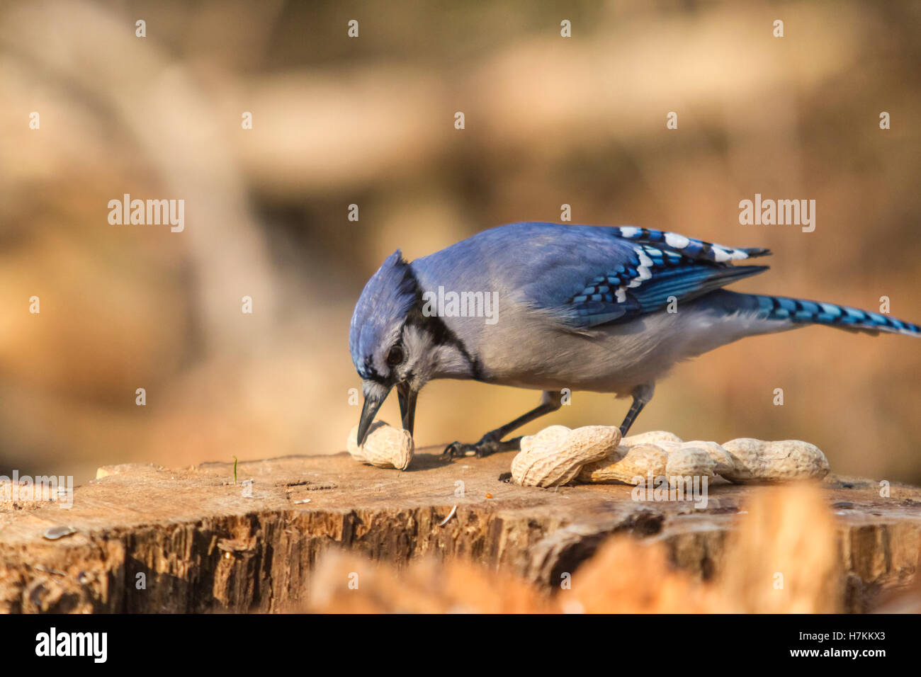 A lone blue jay feeding on some nuts Stock Photo - Alamy