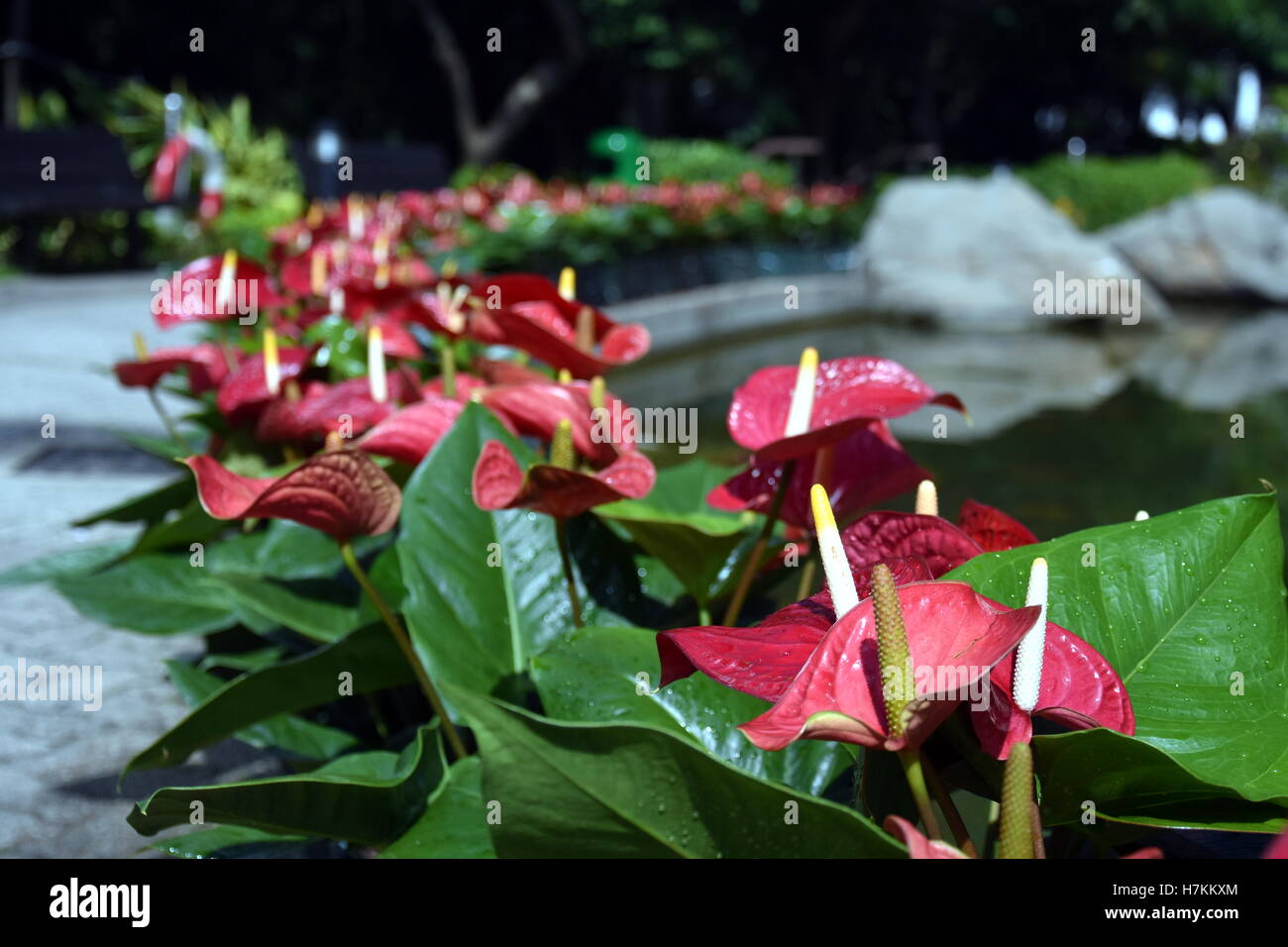 Anthurium flower Red color. Blossoming plant of Anthurium/Flamingo ...